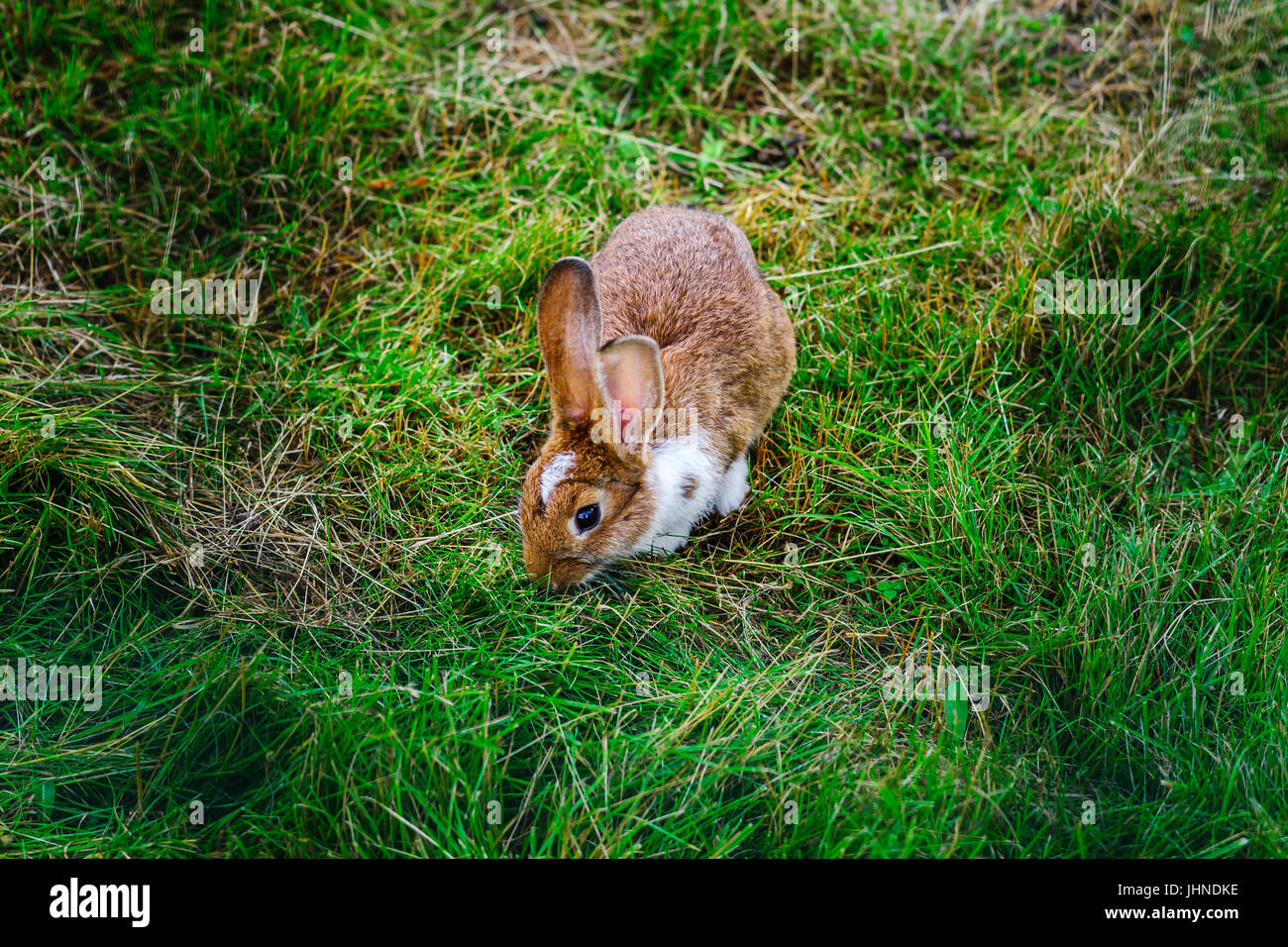 Little beautiful rabbit on green grass, farm mammals, France Stock ...