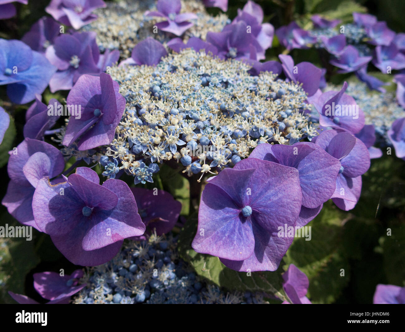 Plants for acidic soil hi-res stock photography and images - Alamy