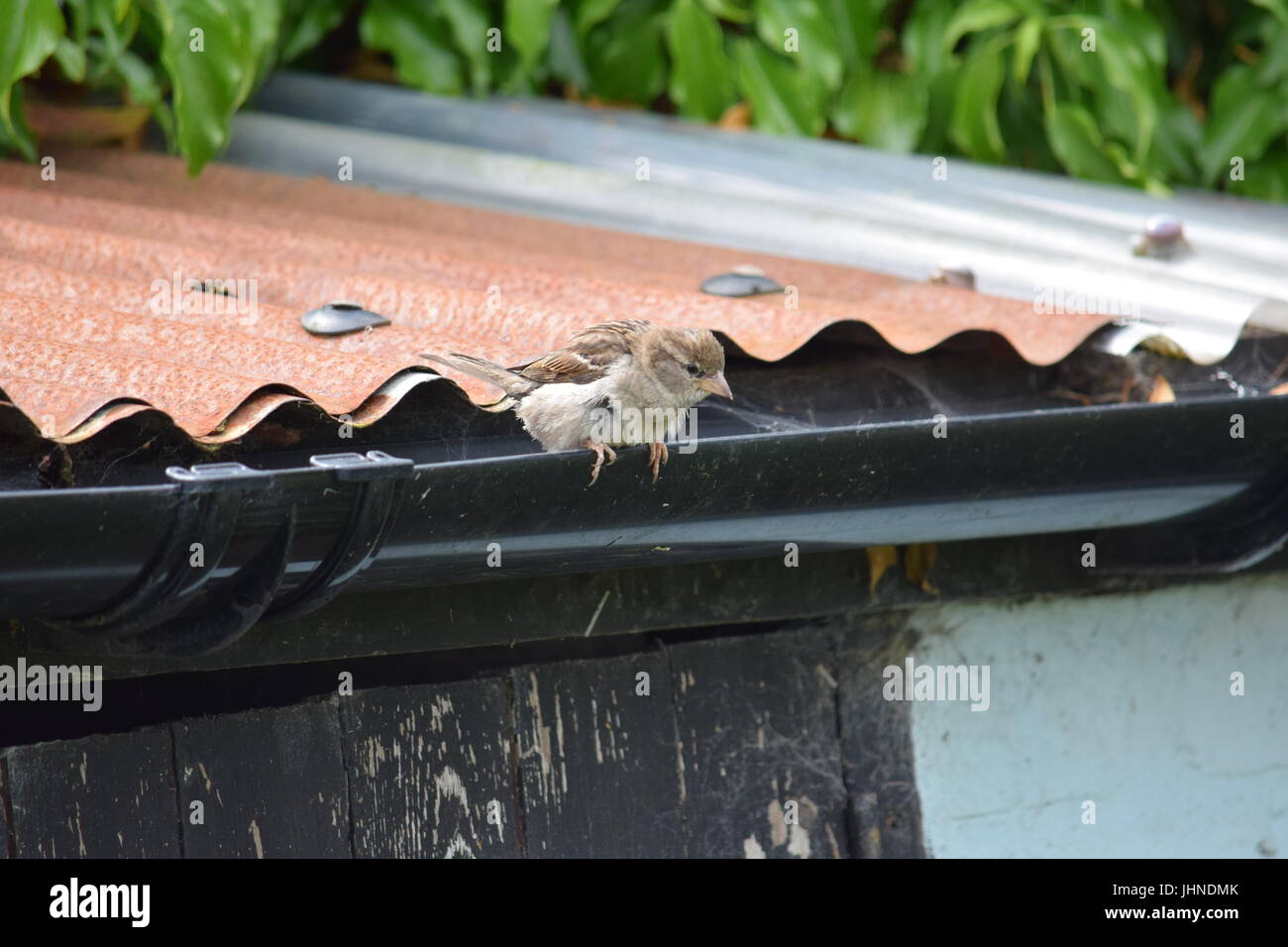 Sparrow on a roof Stock Photo - Alamy