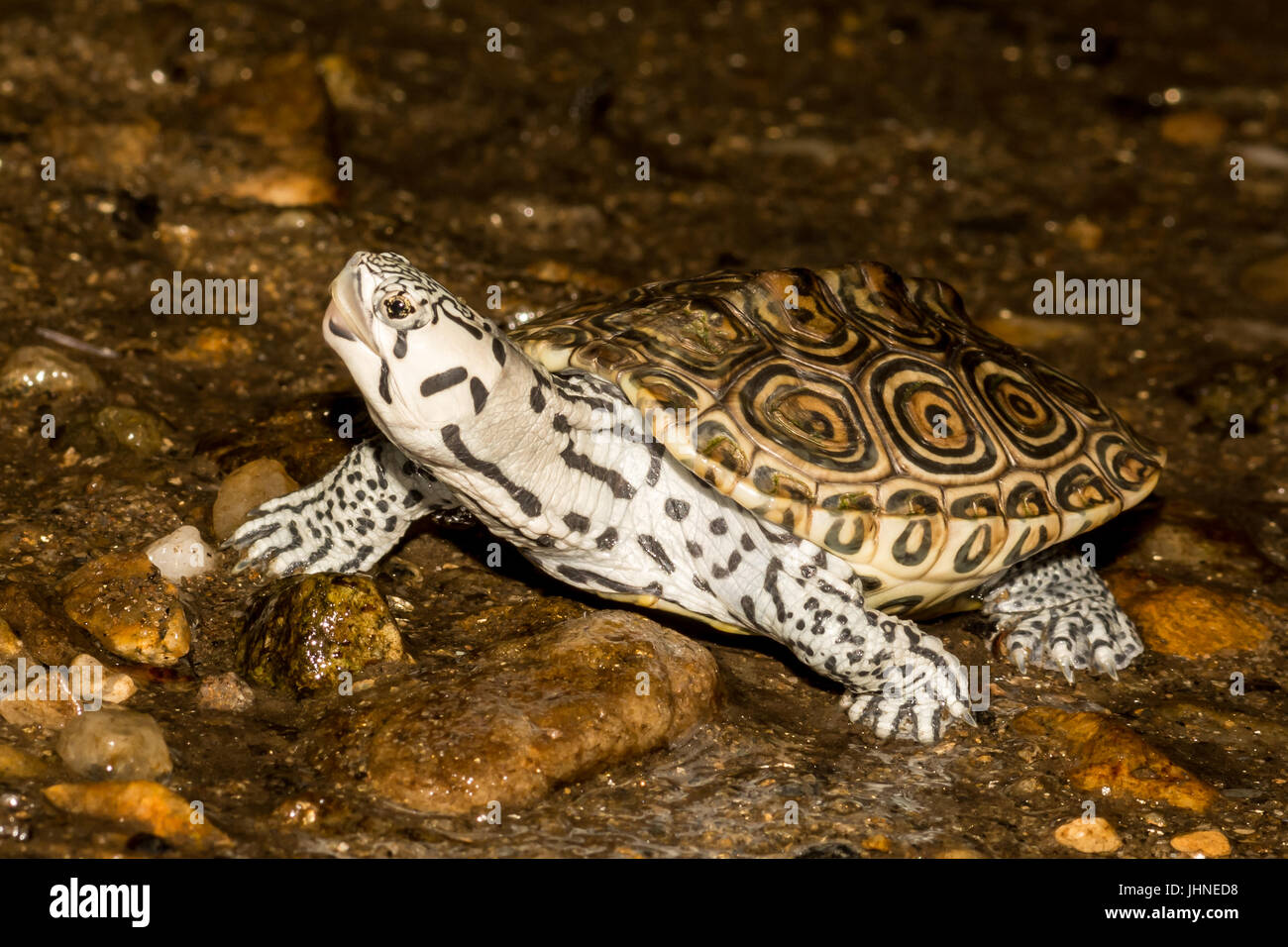 Diamondback Turtle High Resolution Stock Photography and Images - Alamy