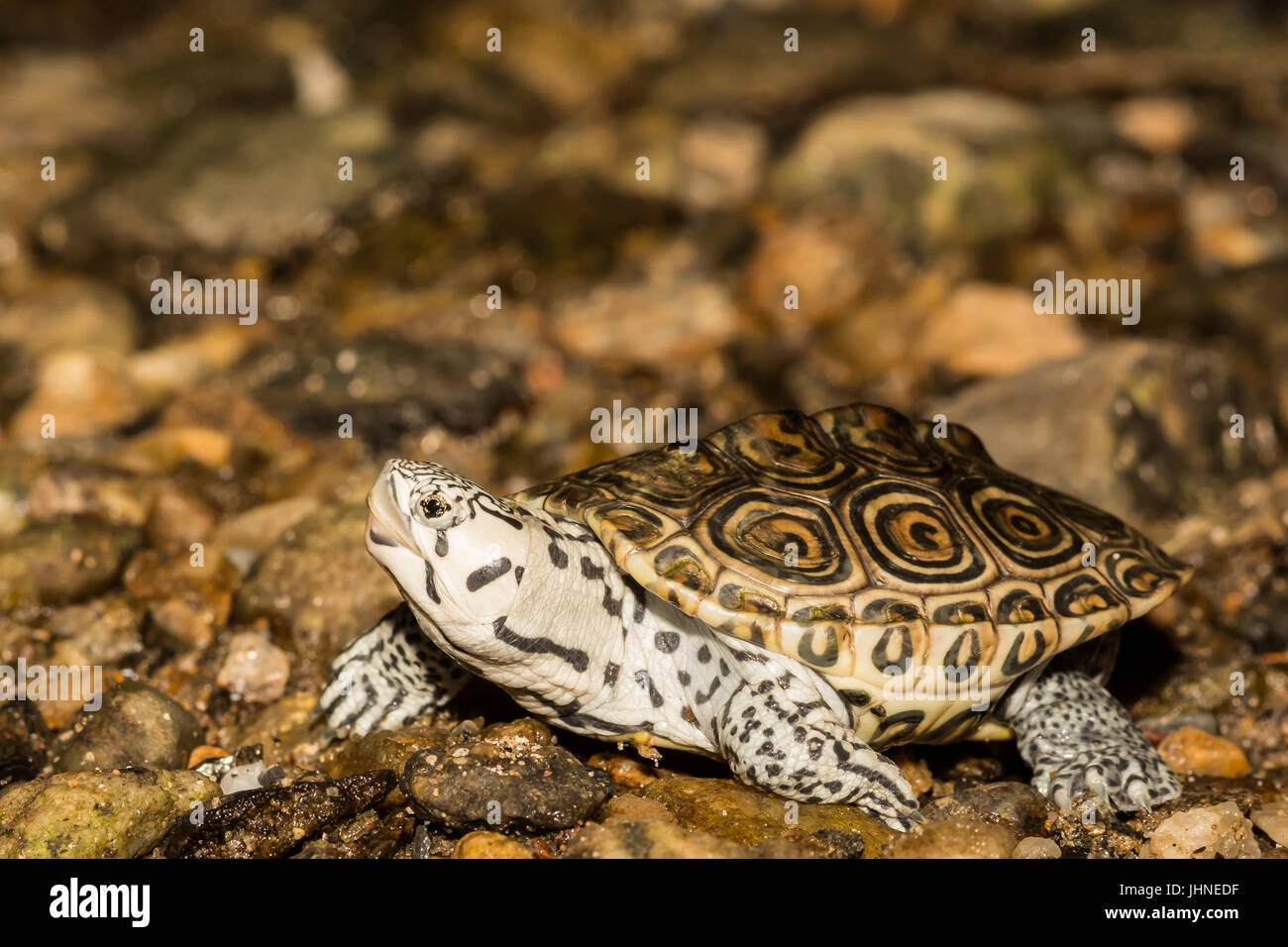 Northern Diamondback Terrapin Stock Photo - Alamy