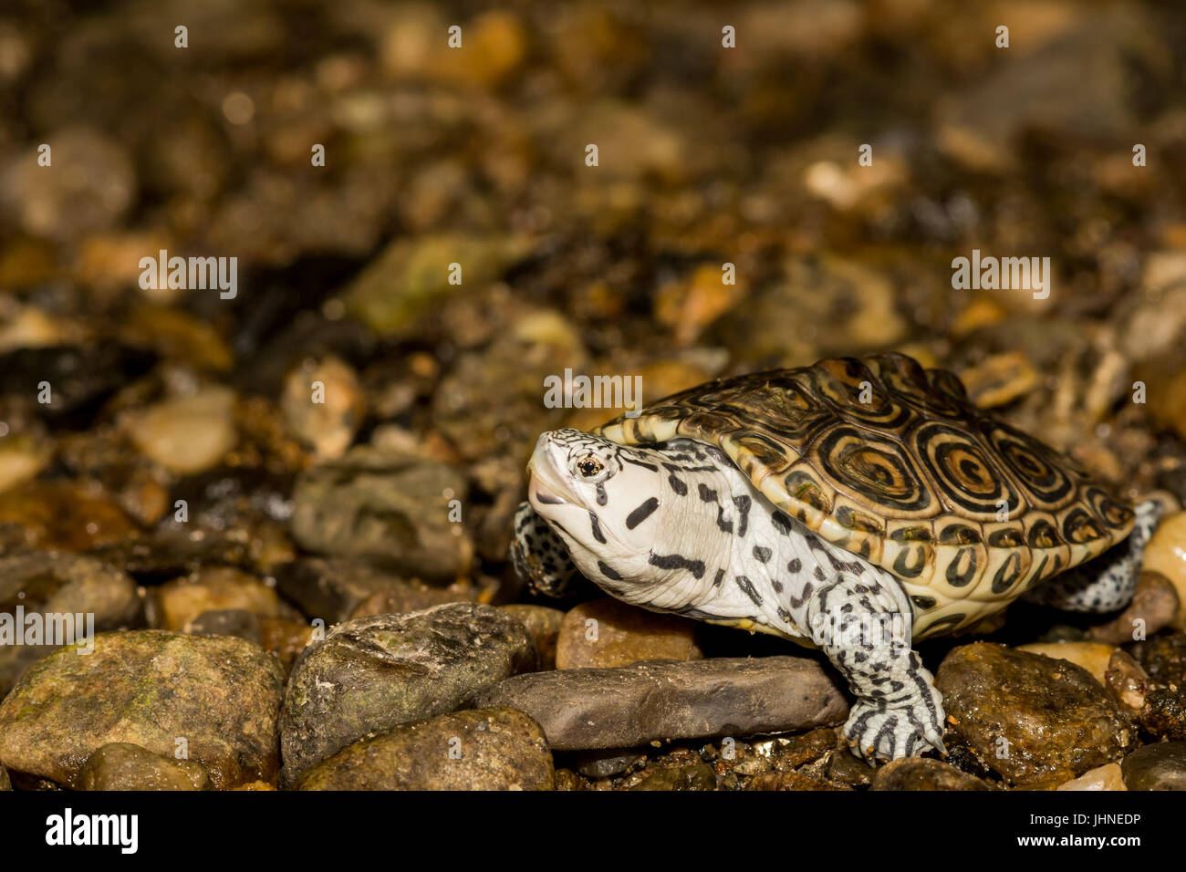 Northern Diamondback Terrapin Stock Photo - Alamy