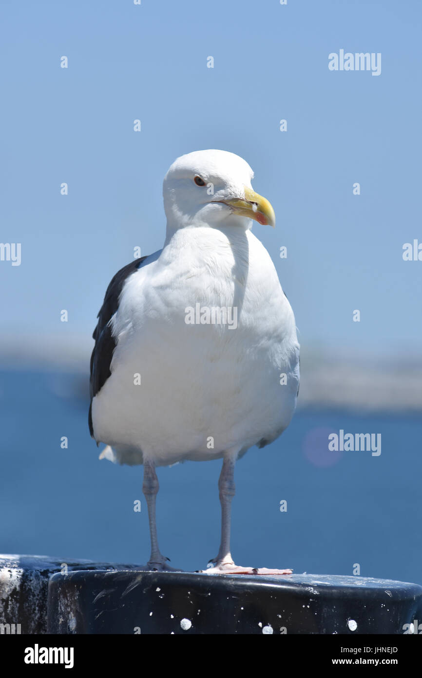 A seagull in Provincetown on Cape Cod, USA Stock Photo - Alamy