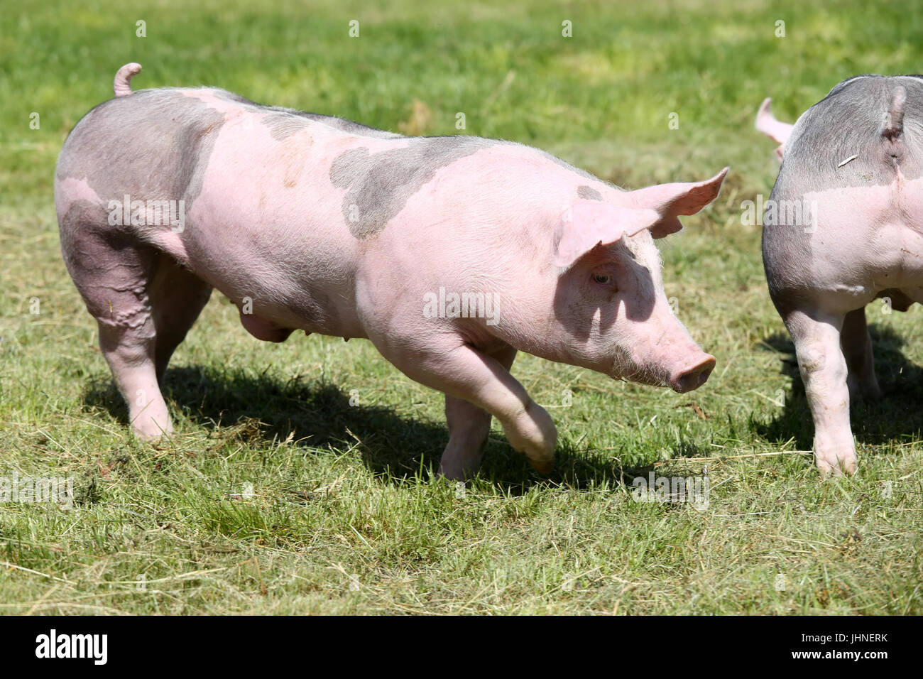 Duroc pig hi-res stock photography and images - Alamy