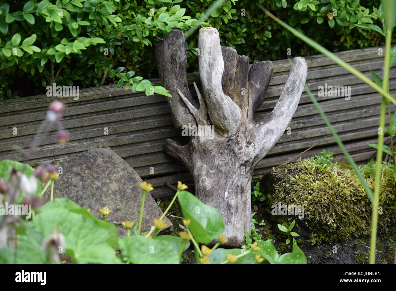 Root or branch Stock Photo - Alamy