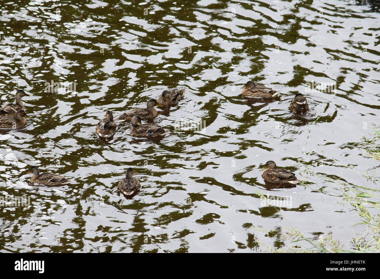 Duck and choppy water hi-res stock photography and images - Alamy