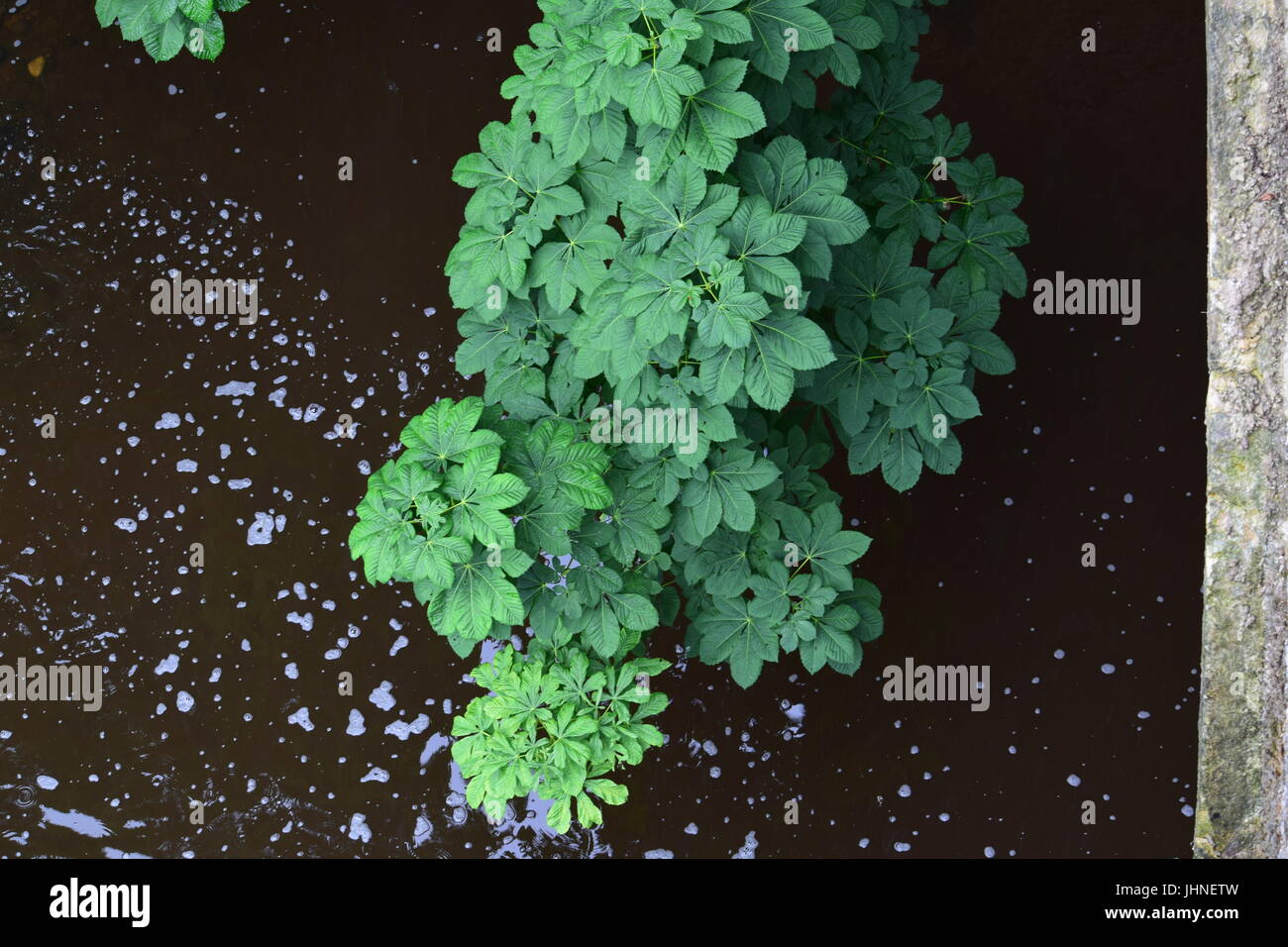 Chestnut tree and water Stock Photo - Alamy