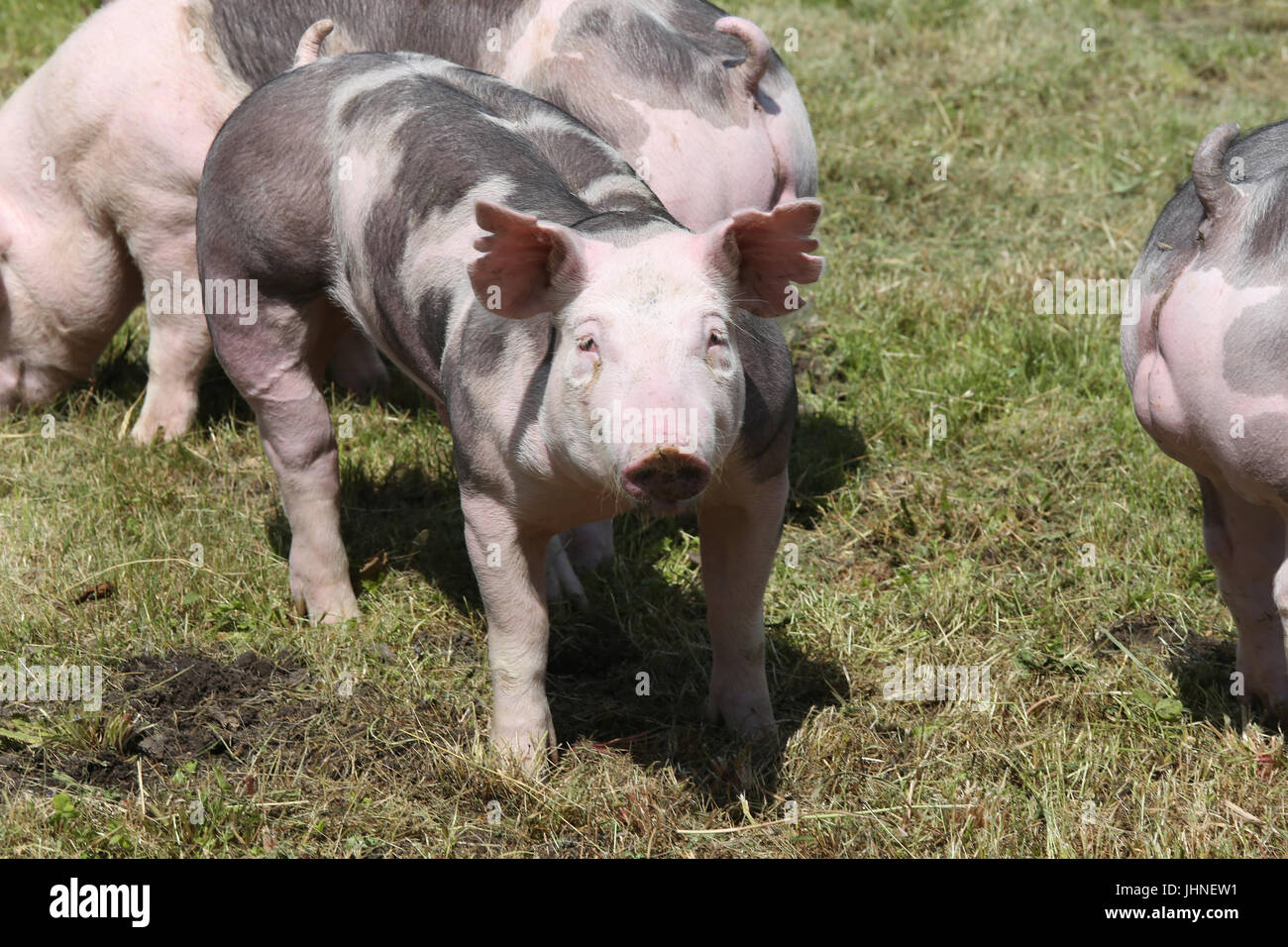 Duroc piglet hi-res stock photography and images - Alamy