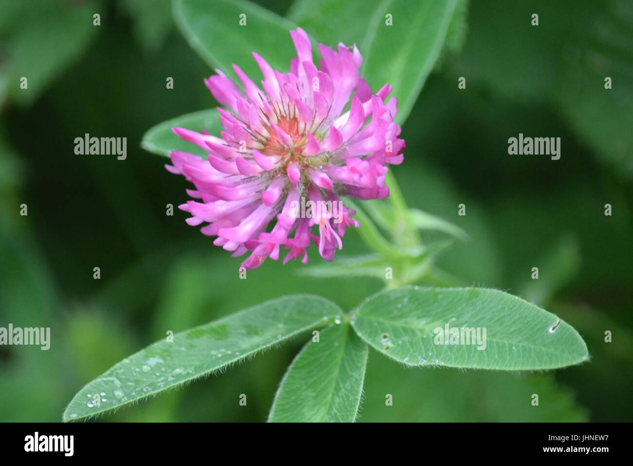Purple clover flower Stock Photo - Alamy