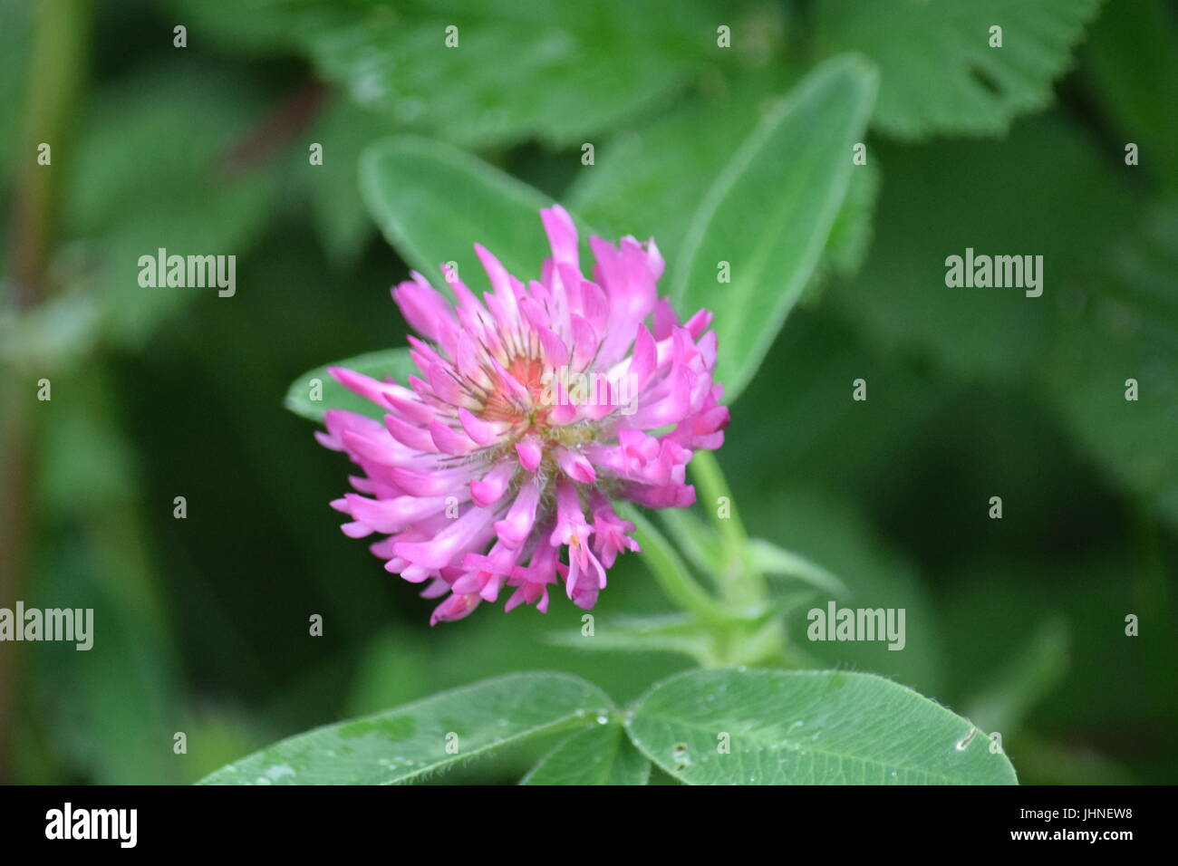 Purple clover flower Stock Photo - Alamy