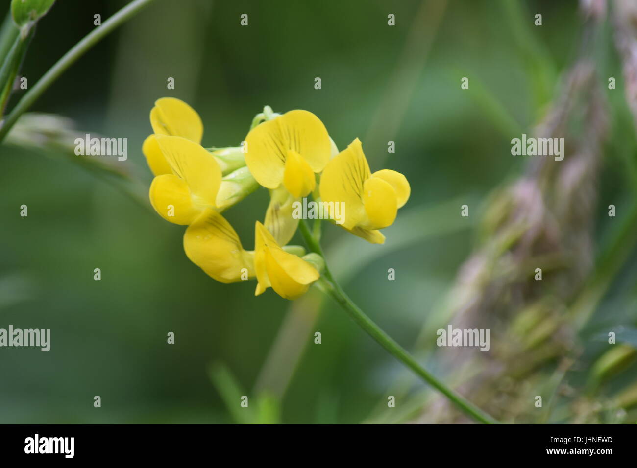 Meadow vetchling, Lathyrus pratensis Stock Photo - Alamy