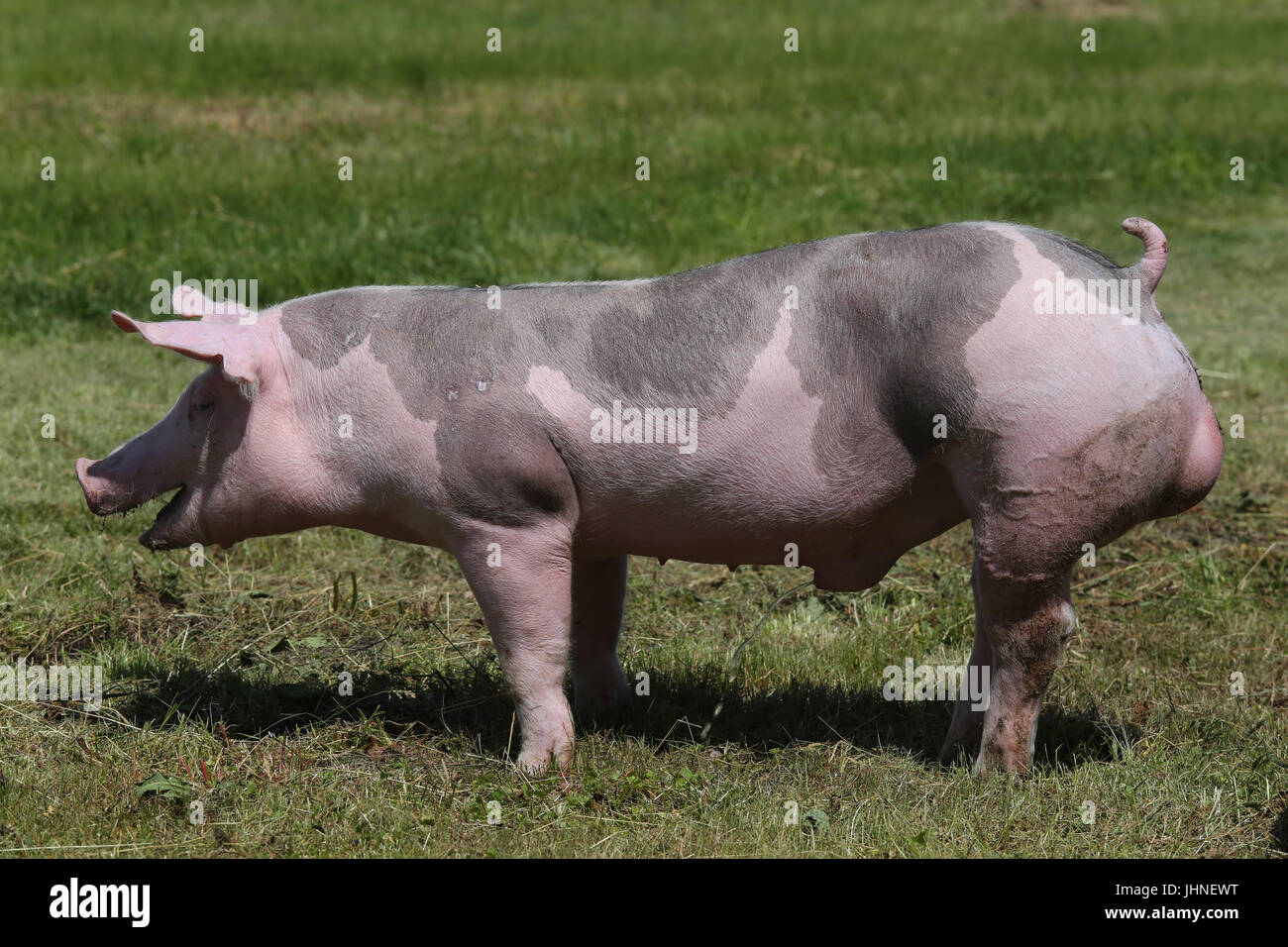 Duroc piglets hi-res stock photography and images - Alamy