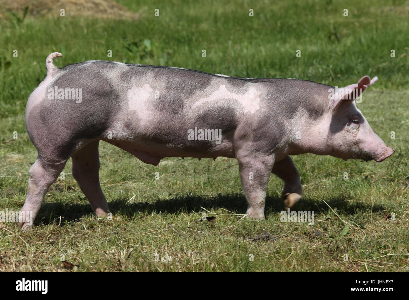 Young duroc breed pig on farm field summertime Stock Photo - Alamy