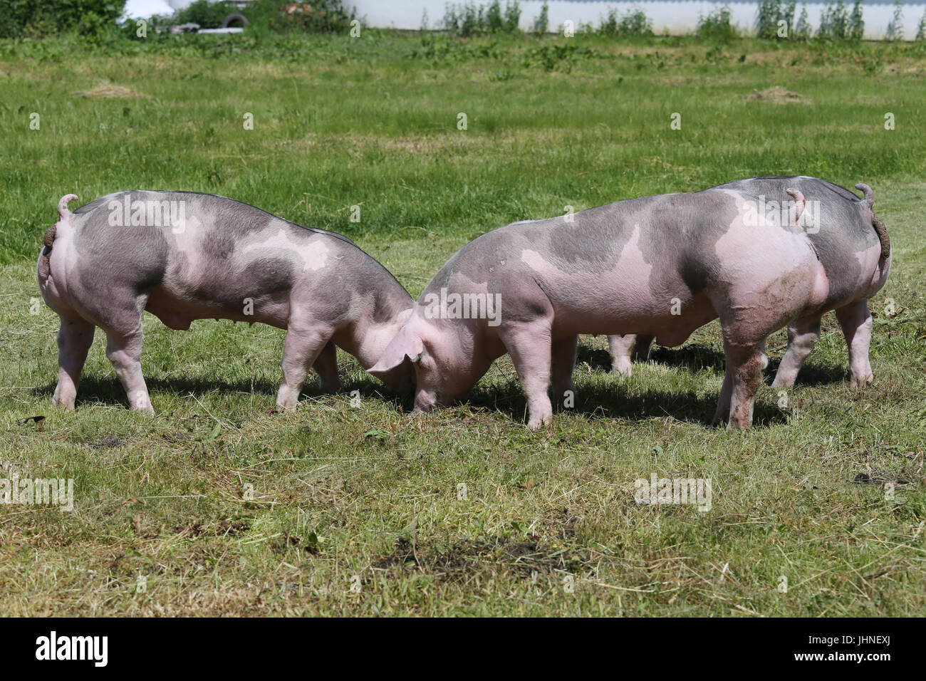Duroc breed pigs grazing at animal farm on pasture Stock Photo - Alamy