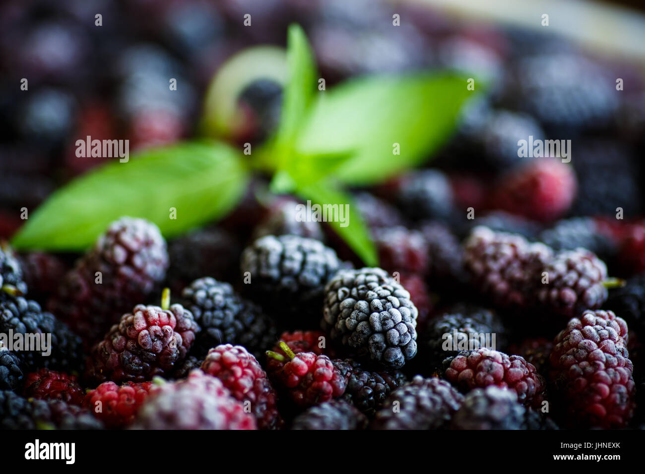 A lot of ripe frozen mulberry on a tray Stock Photo - Alamy