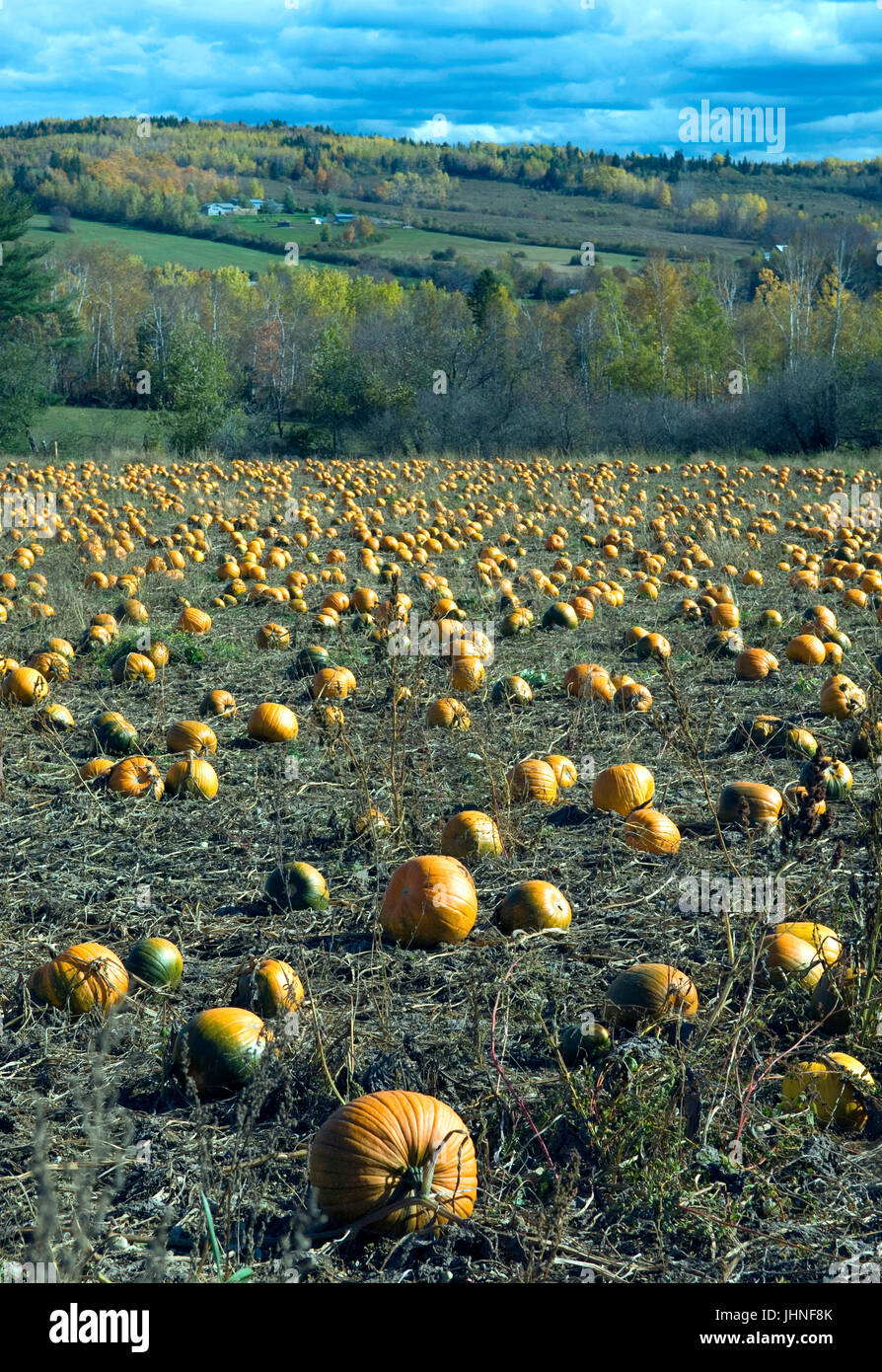 Cows in field fall colors hi-res stock photography and images - Alamy