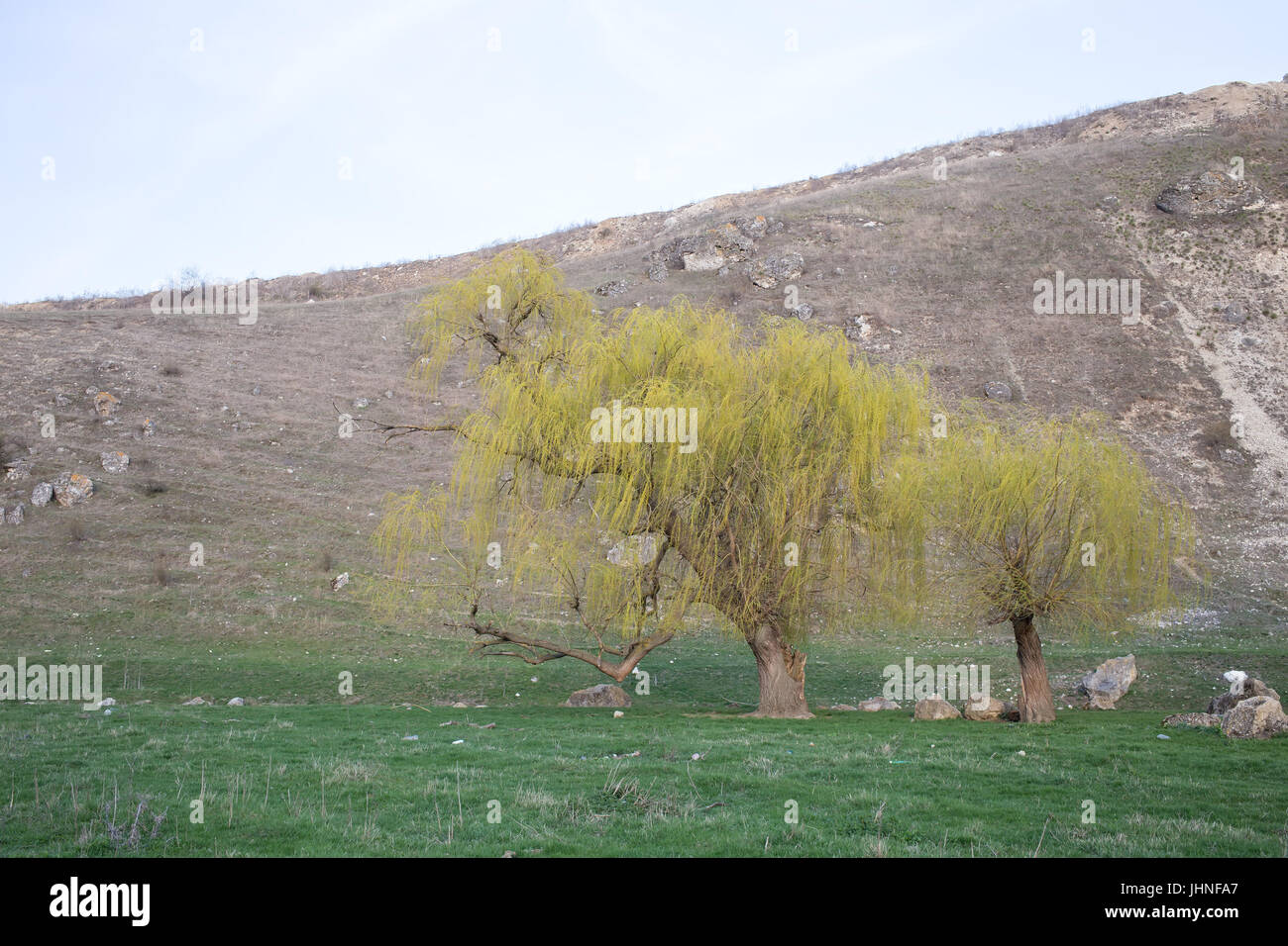 Landscape with beautiful view of hills and willow Stock Photo - Alamy