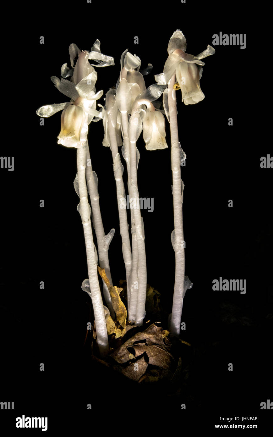 Indian Pipe Plant (Monotropa uniflora) Nantahala National Forest ...