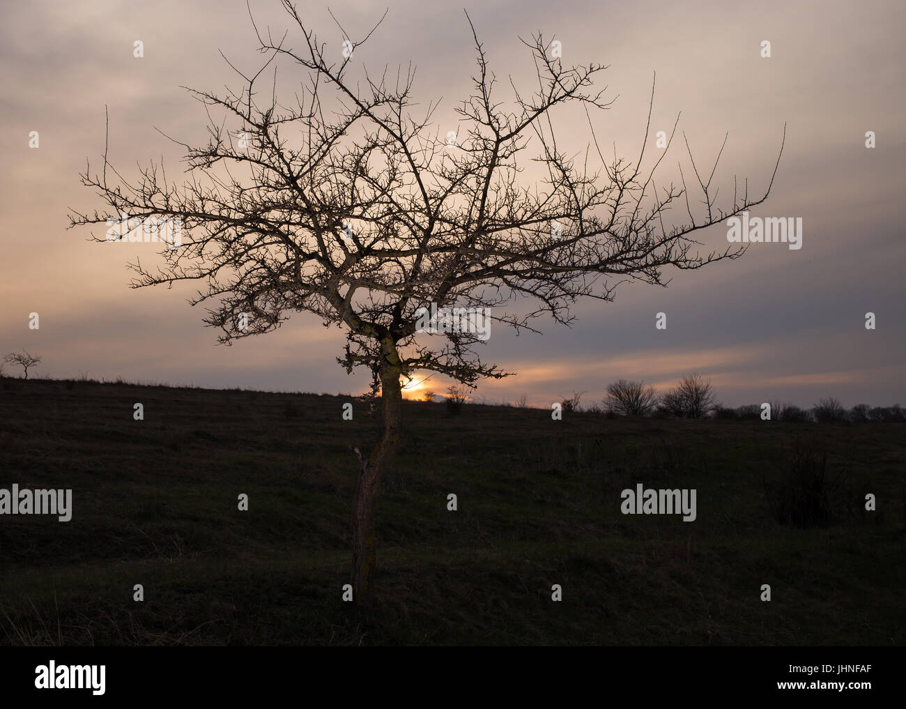 Evening landscape with tree and sunset Stock Photo - Alamy