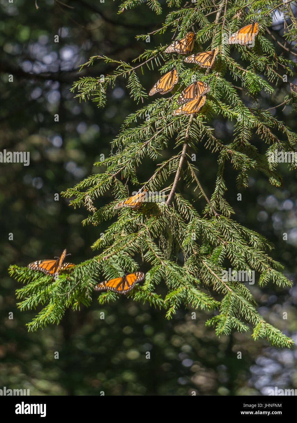 Monarch Butterflies on the tree branches at the Monarch Butterfly ...