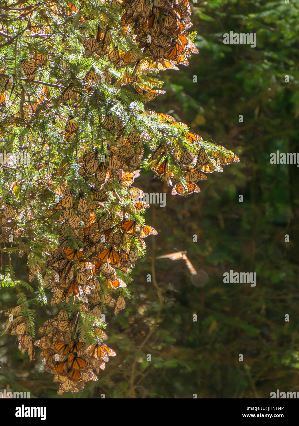 Monarch Butterflies on the tree branches at the Monarch Butterfly ...