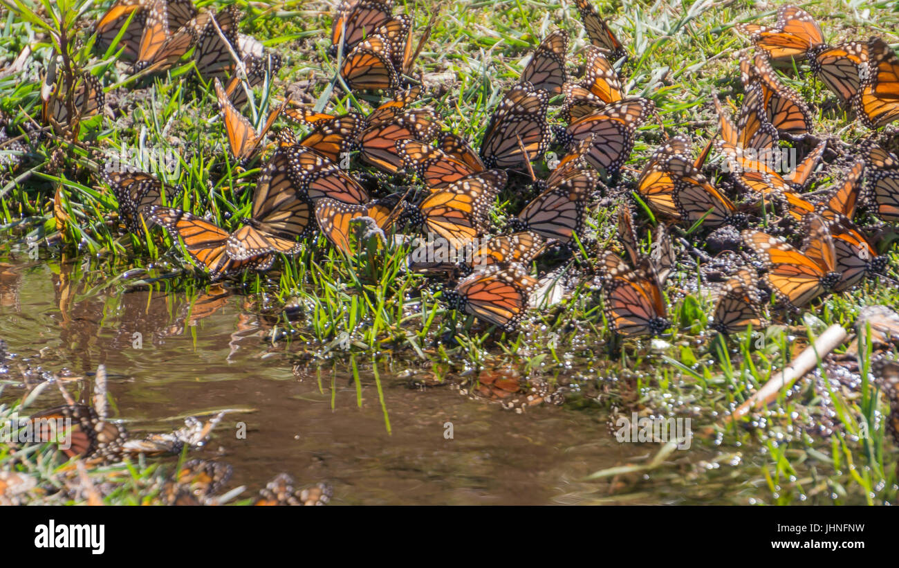 El rosaio hi-res stock photography and images - Alamy