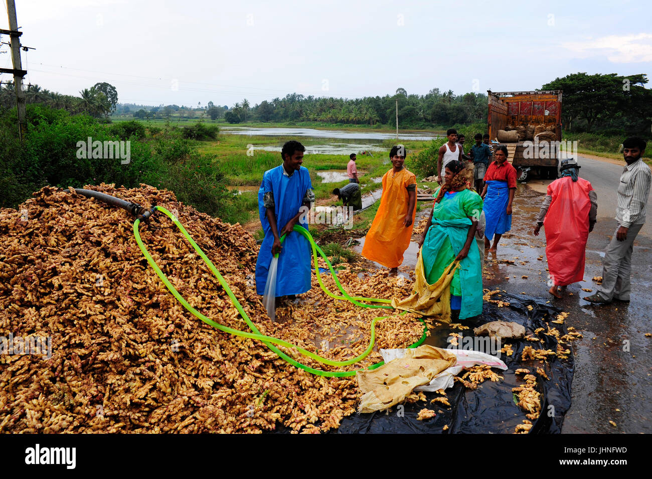 Indian people washing ginger right by the road, Karnataka, India Stock ...