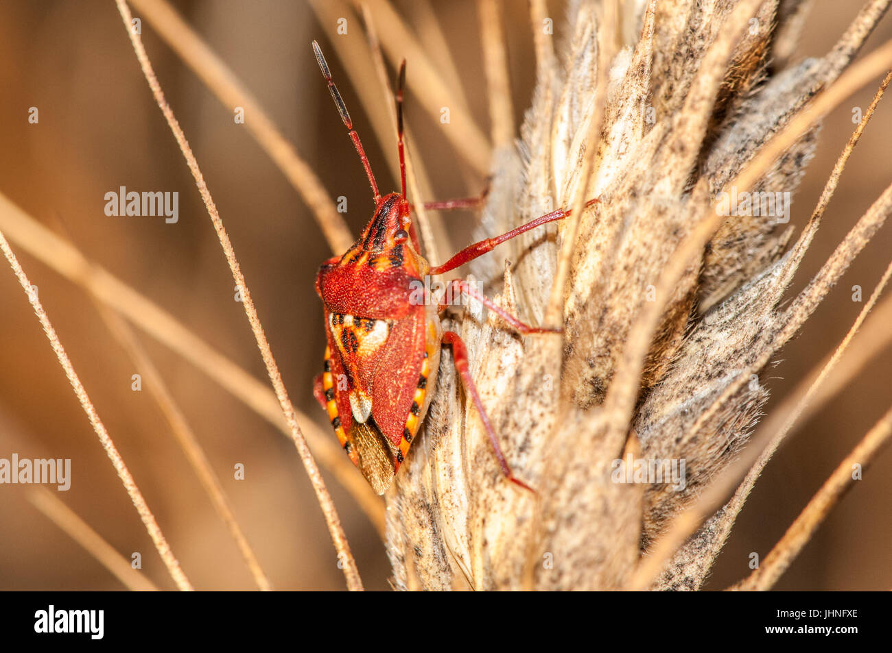 an heteropter (Carpocoris purpureipennis) on top of a cereal seed Stock ...