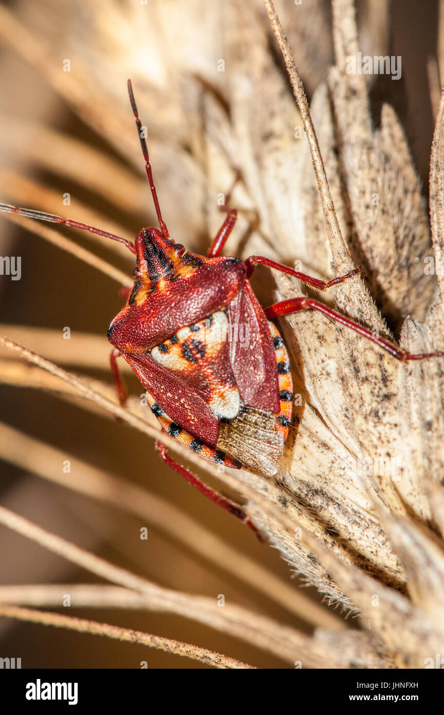 an heteropter (Carpocoris purpureipennis) on top of a cereal seed Stock ...