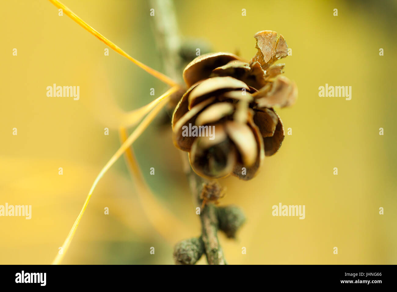 Rustic images of pine cones in the fall Stock Photo - Alamy