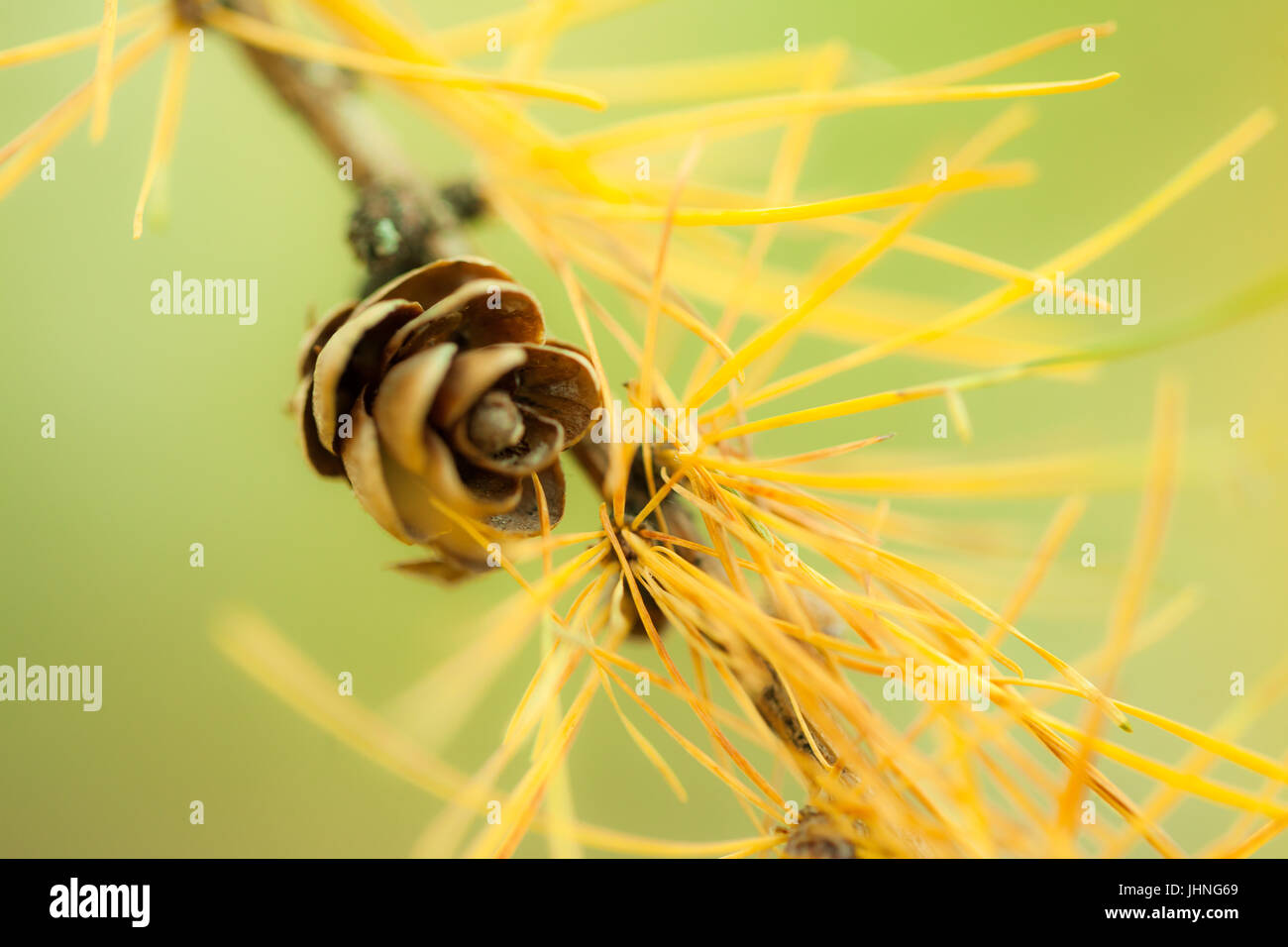 Rustic images of pine cones in the fall Stock Photo - Alamy