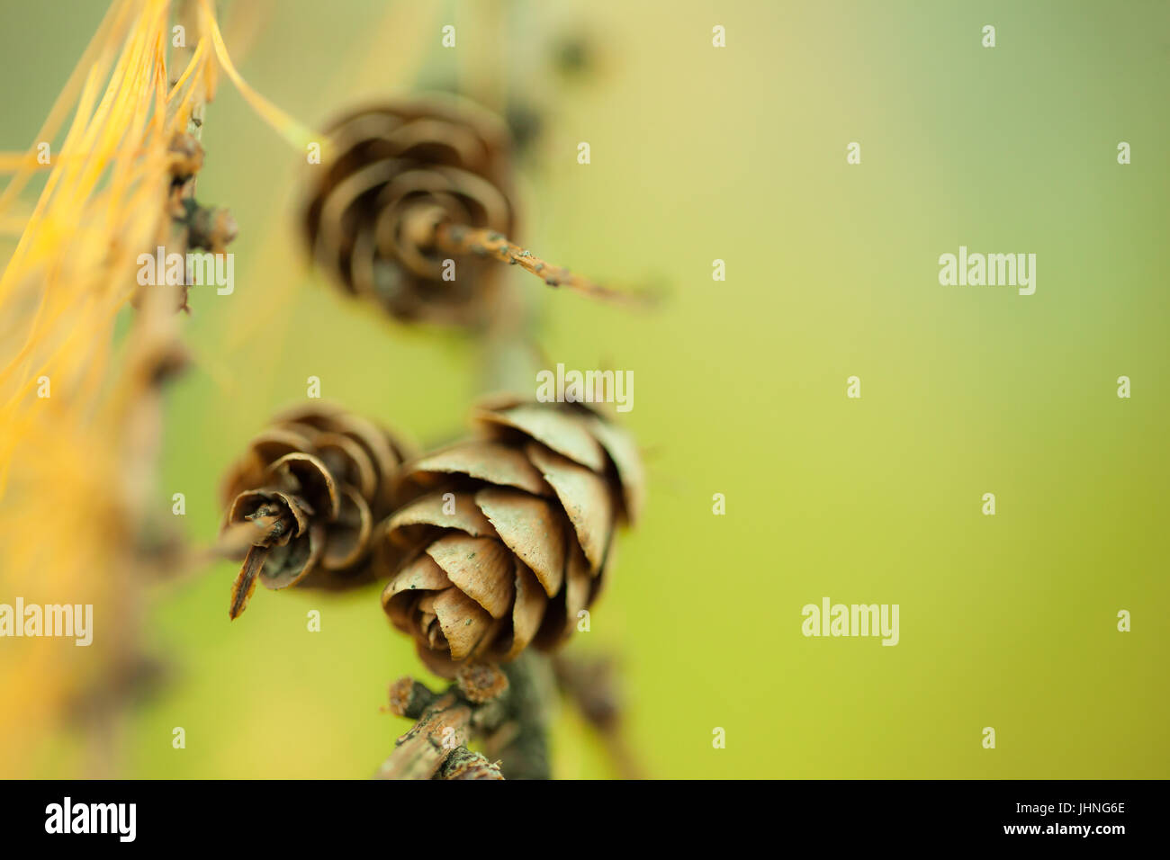 Rustic images of pine cones in the fall Stock Photo - Alamy