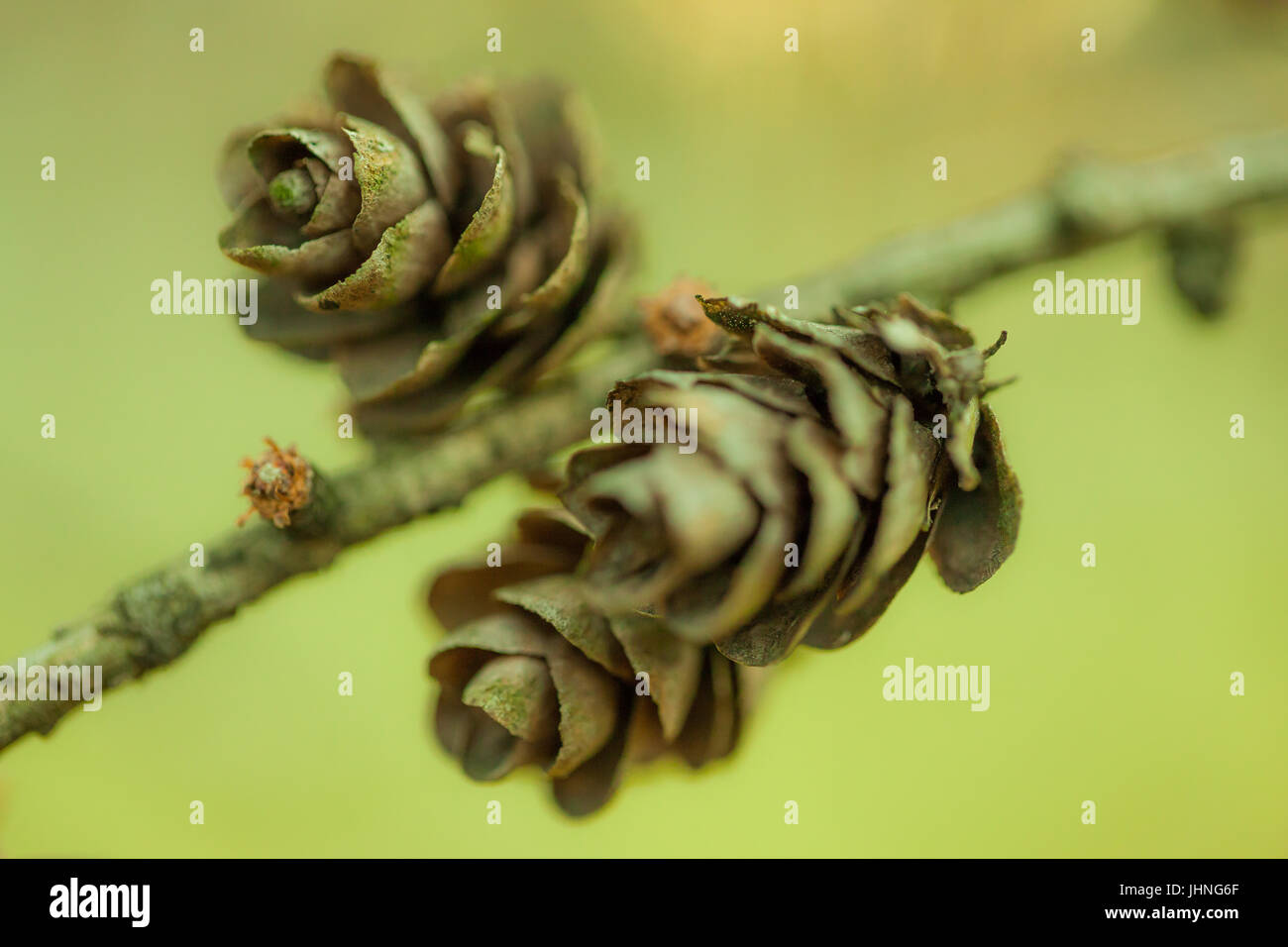 Pine cones branches together hi-res stock photography and images - Alamy