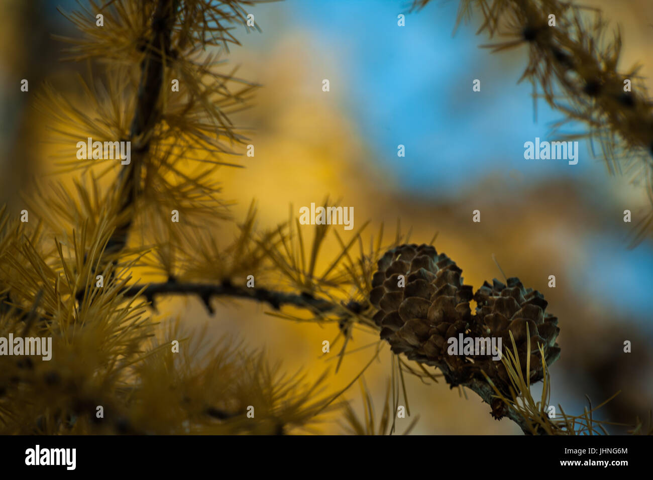 Rustic images of pine cones in the fall Stock Photo - Alamy