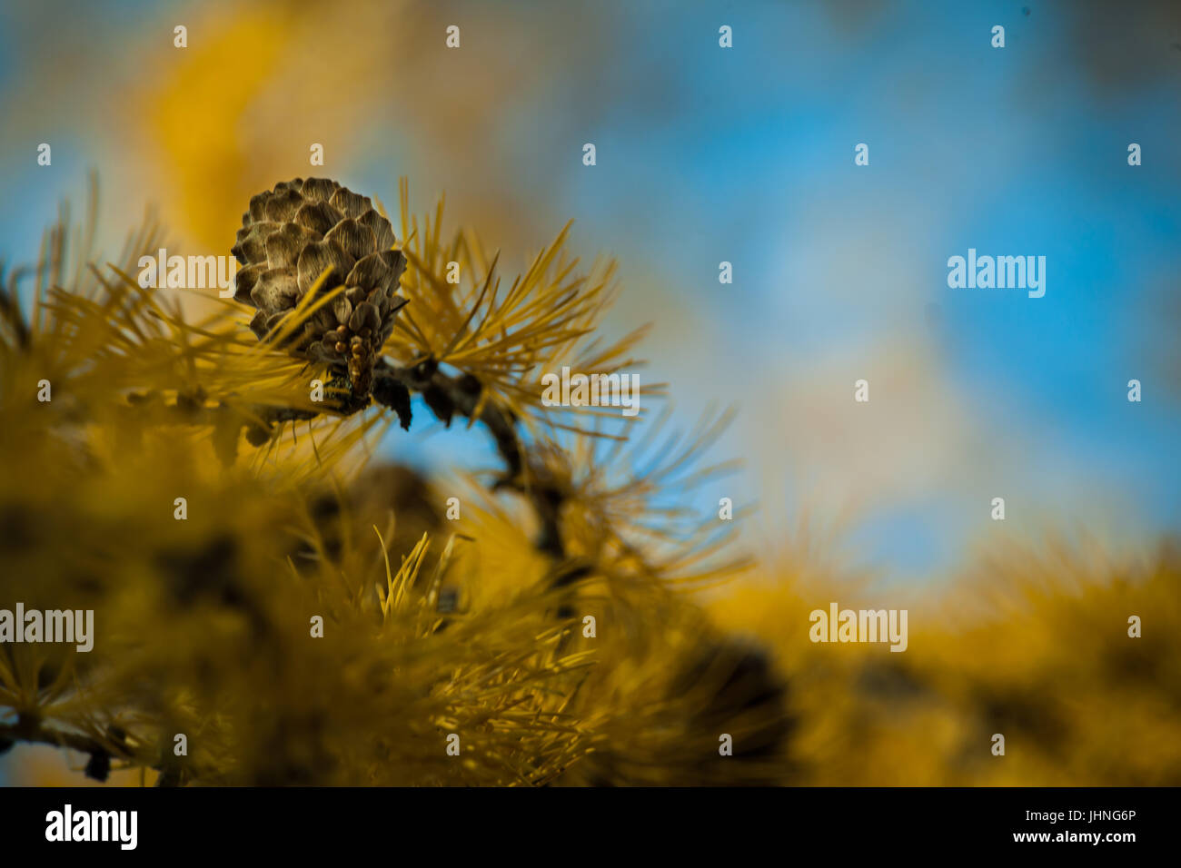 Rustic images of pine cones in the fall Stock Photo - Alamy
