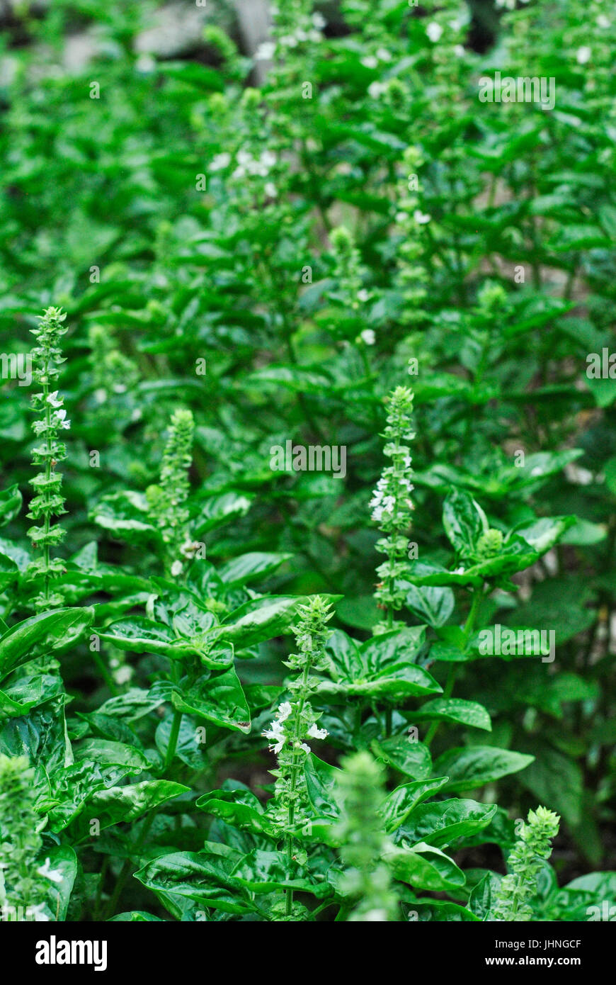 Basil, great basil or Saint-Joseph's-wort (Ocimum basilicum). Historic ...