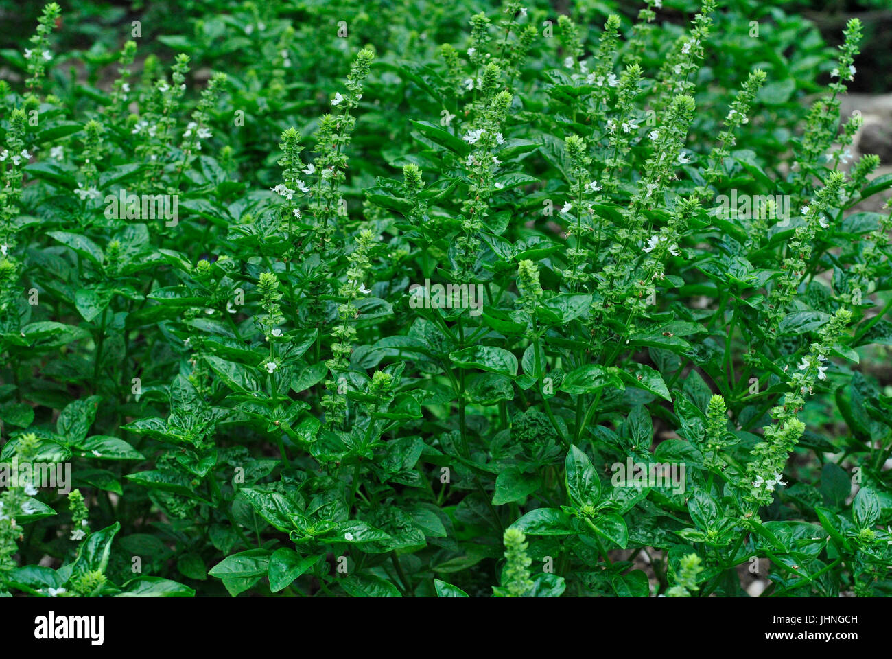 Basil, great basil or Saint-Joseph's-wort (Ocimum basilicum). Historic ...