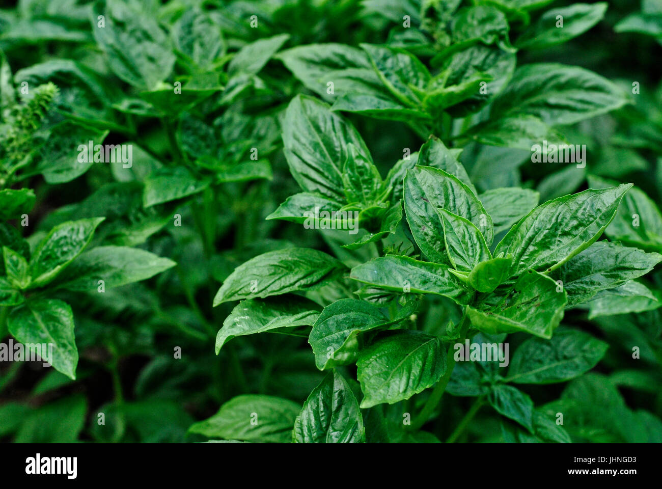 Basil, great basil or Saint-Joseph's-wort (Ocimum basilicum). Historic ...
