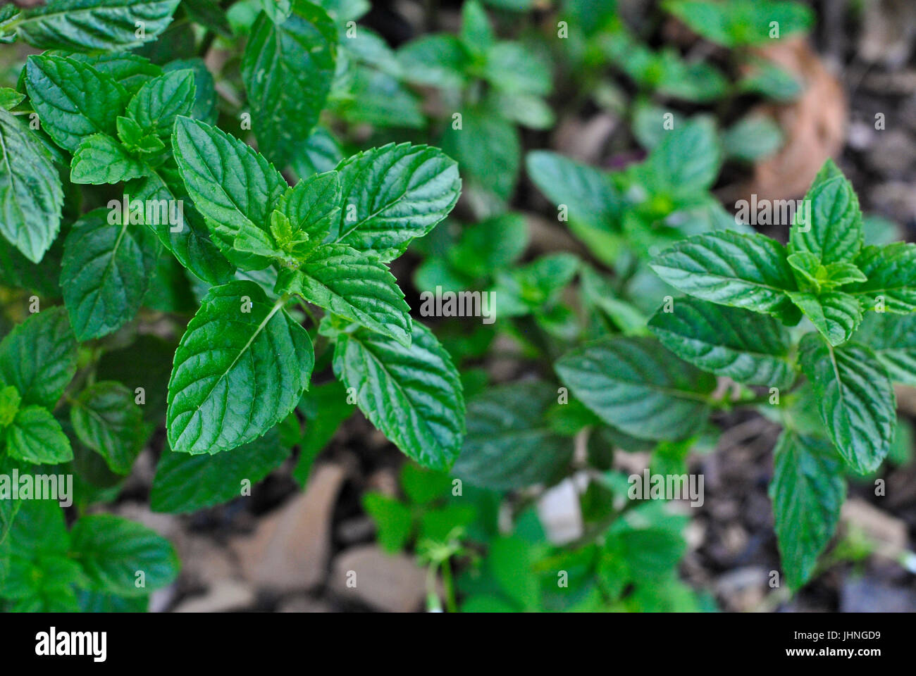 Spearmint (mentha spicata), garden mint. Historic Park of Guayaquil ...