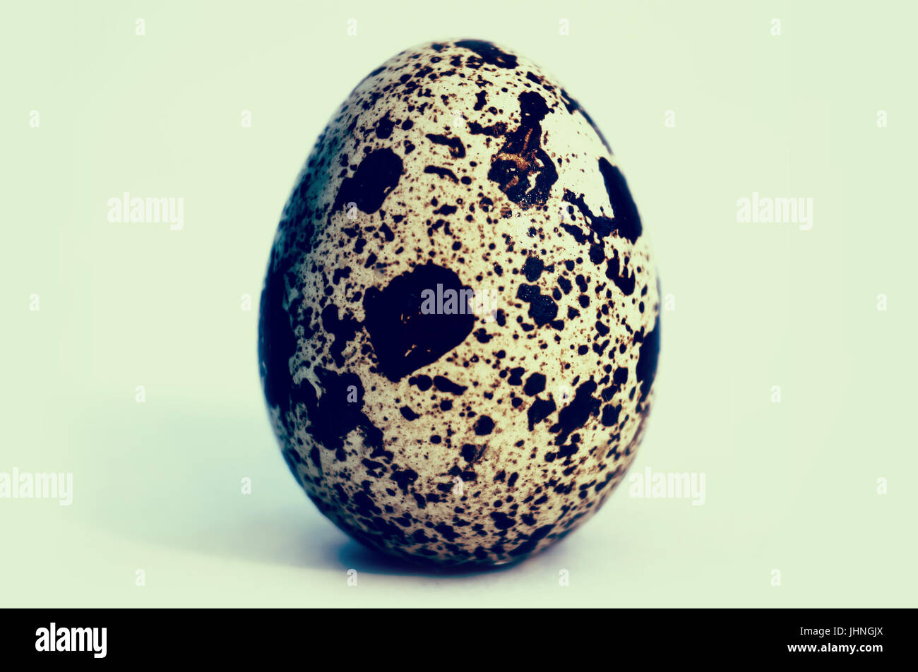 quail egg on isolated background. tinted photo Stock Photo - Alamy