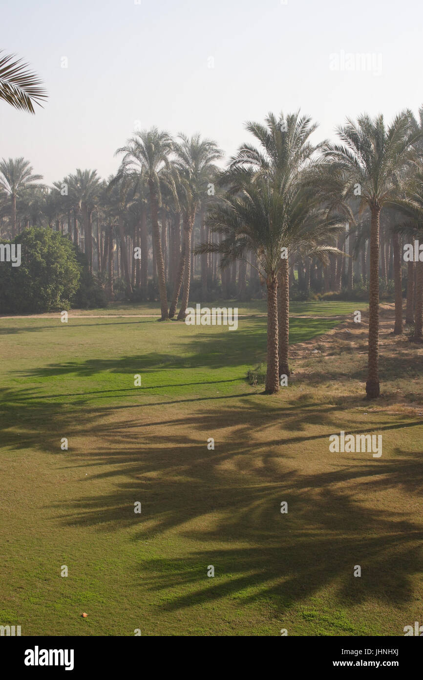 Palm Trees field Stock Photo - Alamy