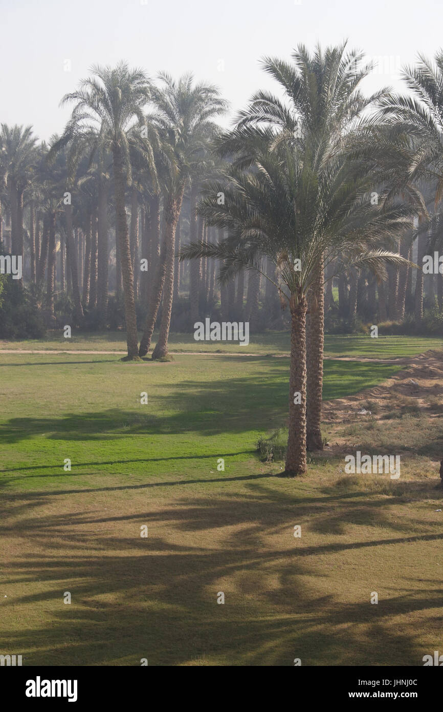 Palm trees field Stock Photo - Alamy