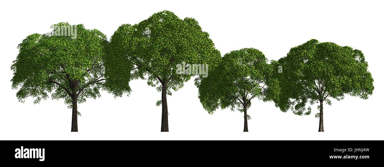3D illustration trees row isolated on white, can be used for matte ...