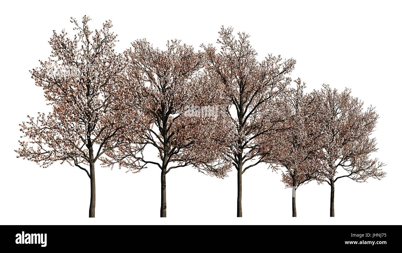 3D illustration trees row isolated on white, can be used for matte ...