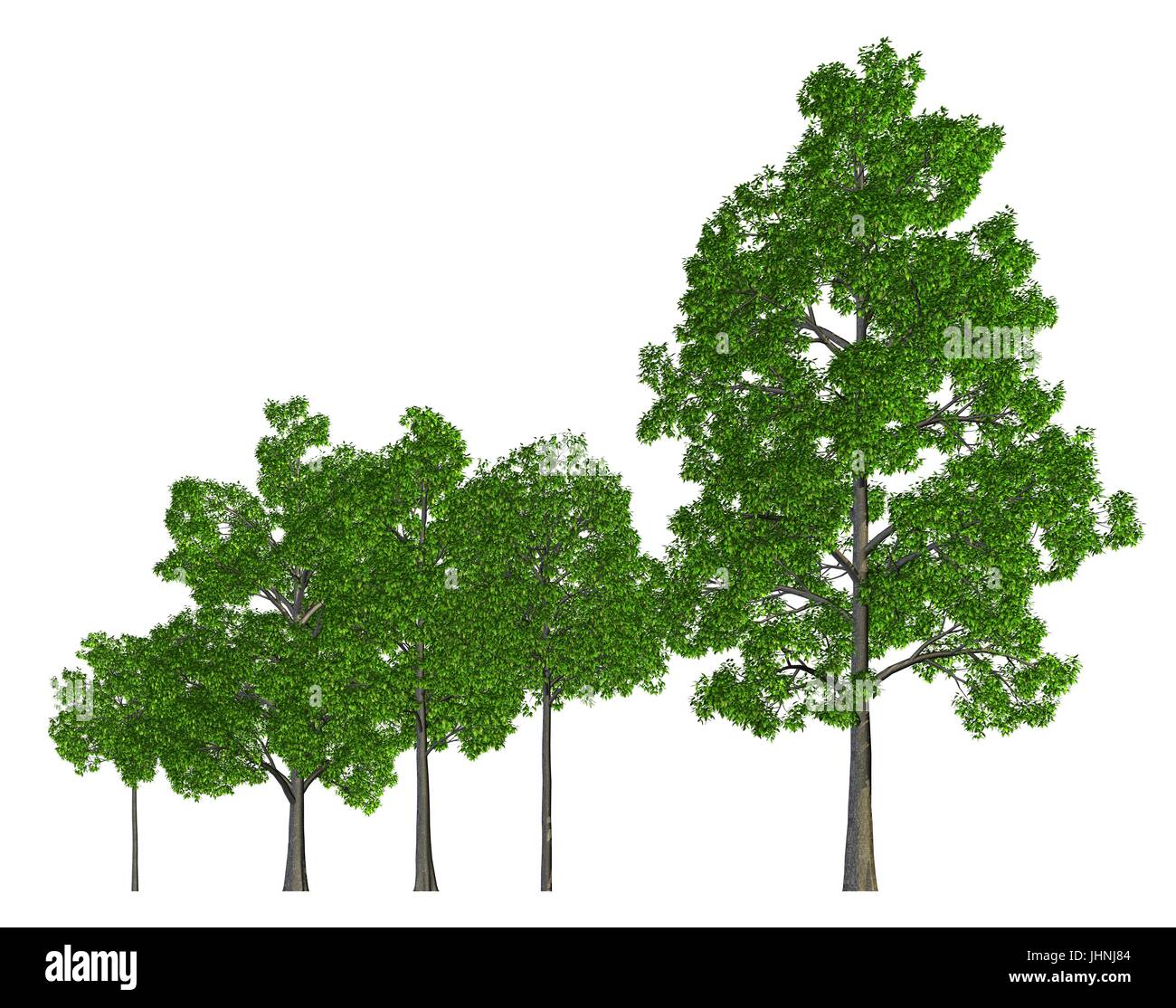 3D illustration trees row isolated on white, can be used for matte ...