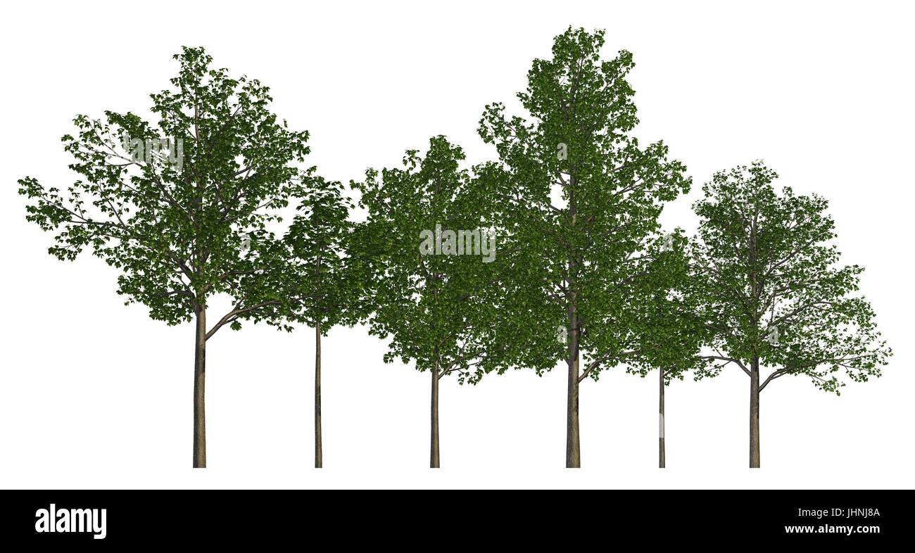 3D illustration trees row isolated on white, can be used for matte ...