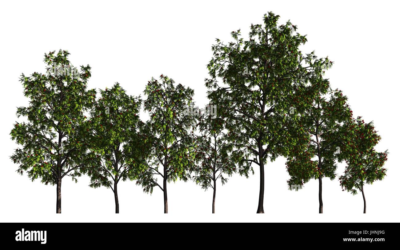 3D illustration trees row isolated on white, can be used for matte ...