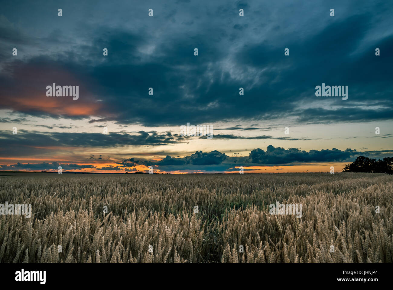Golden ears of corn hi-res stock photography and images - Alamy