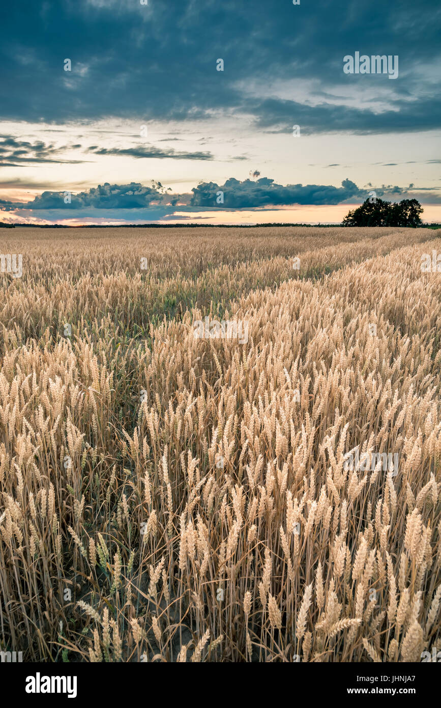 Vertical photo of corn field which is already almost dry. The plants ...