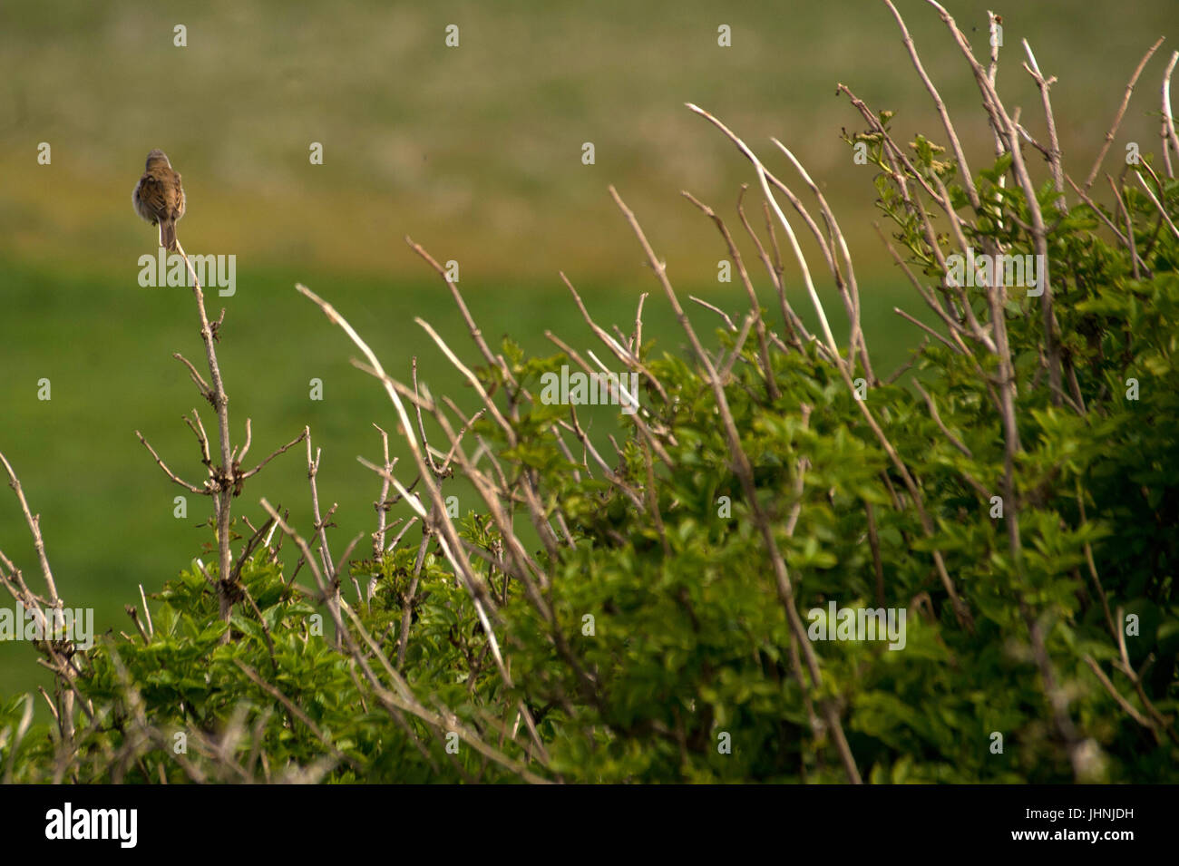 Holy island lindisfarne birds hi-res stock photography and images - Alamy